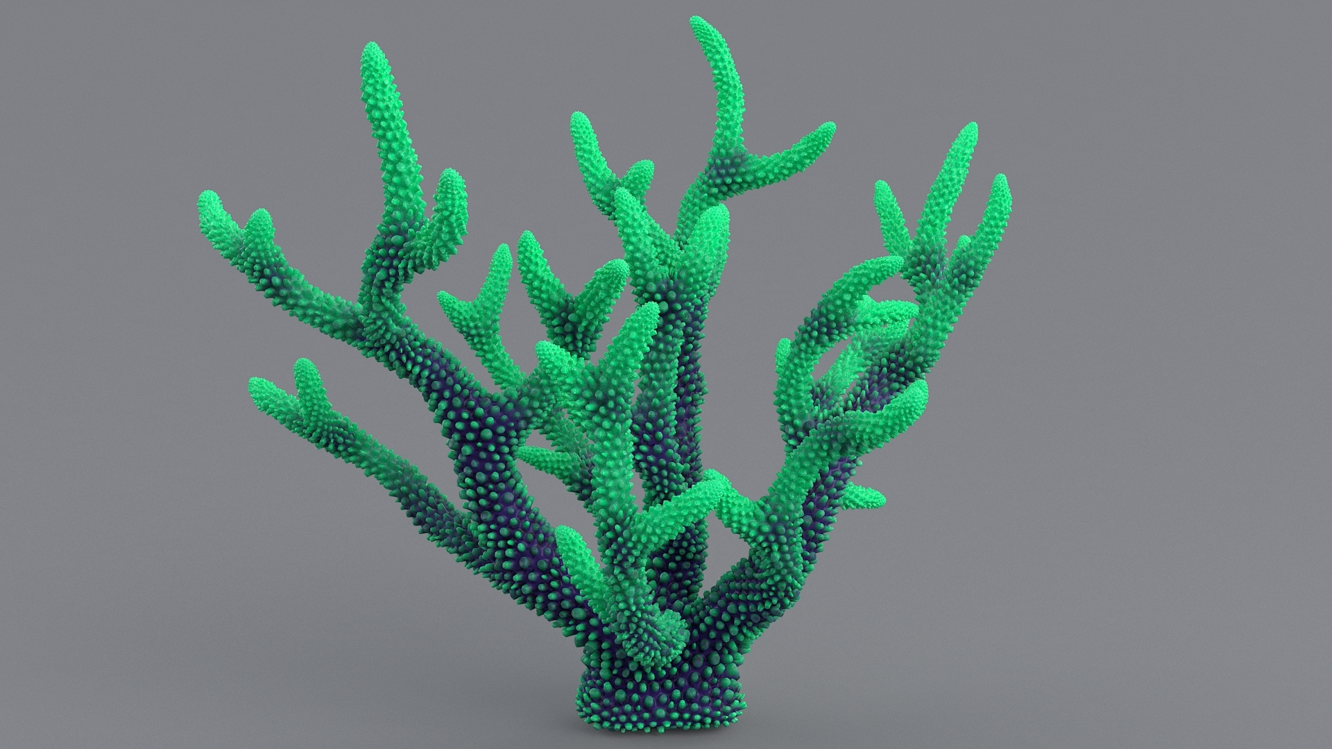 Coral 4 l 3D model - TurboSquid 1582015