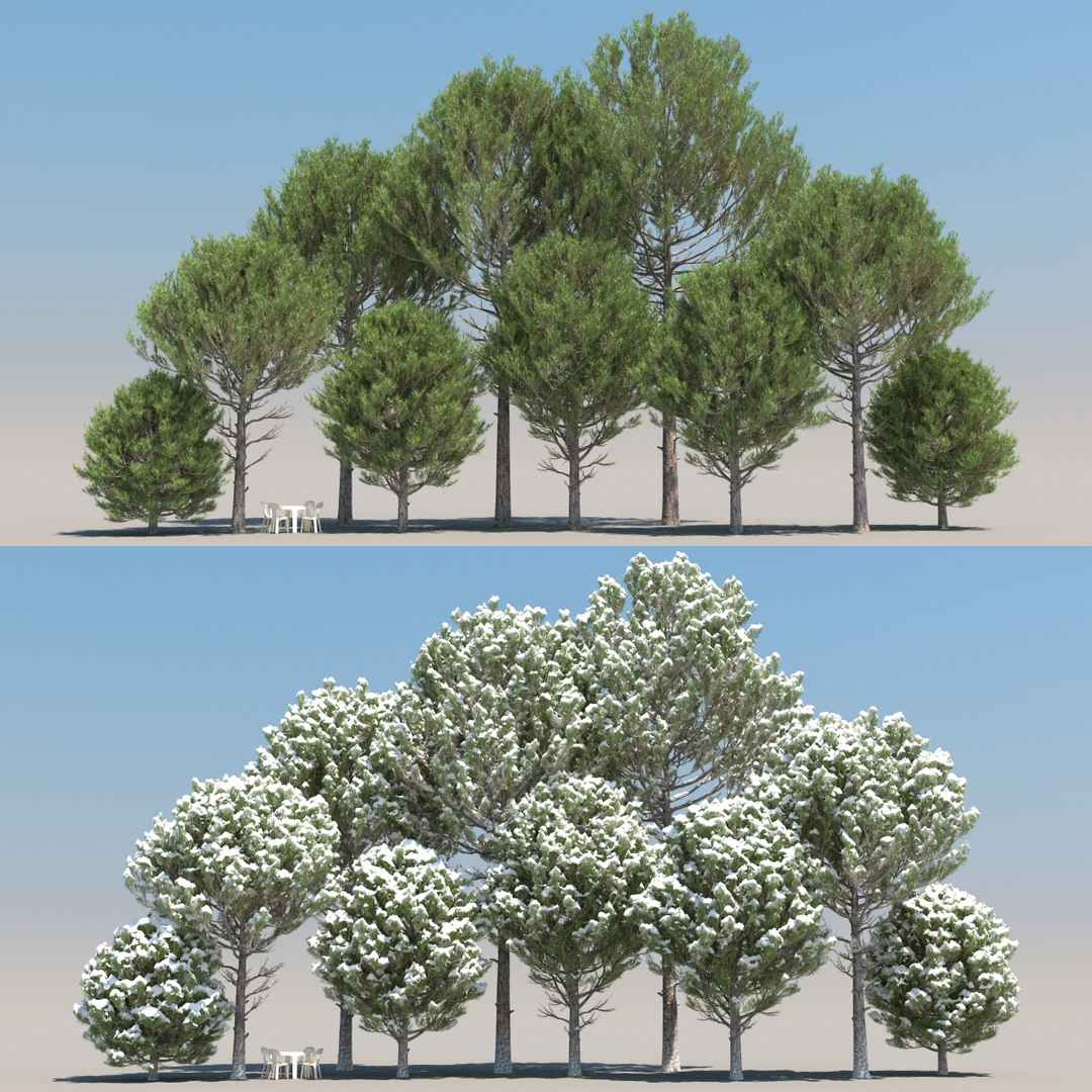 3D 10 pinus pinaster tree leaves model - TurboSquid 1582128