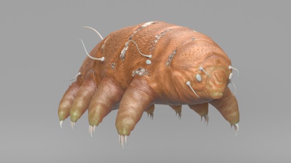 Tardigrade pbr 3D model - TurboSquid 1582265