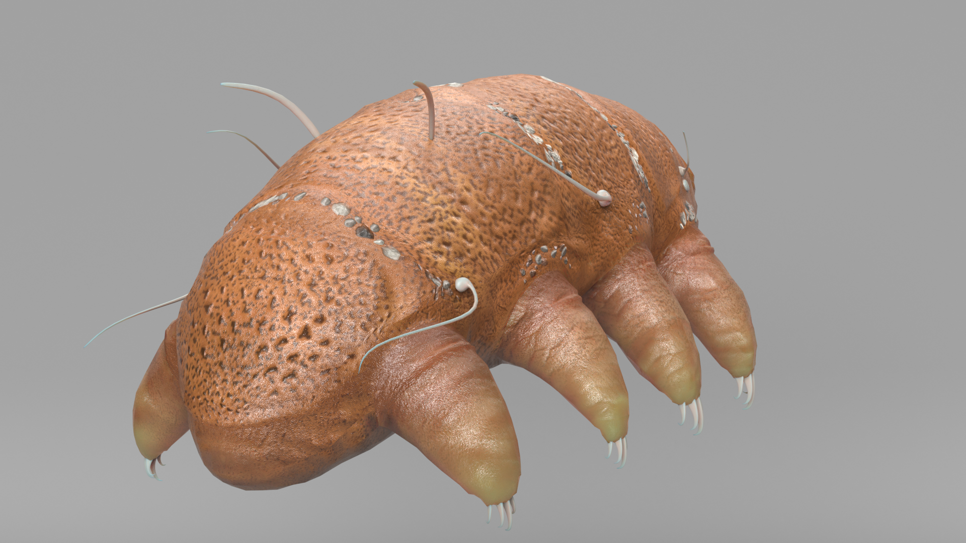 Tardigrade pbr 3D model - TurboSquid 1582265