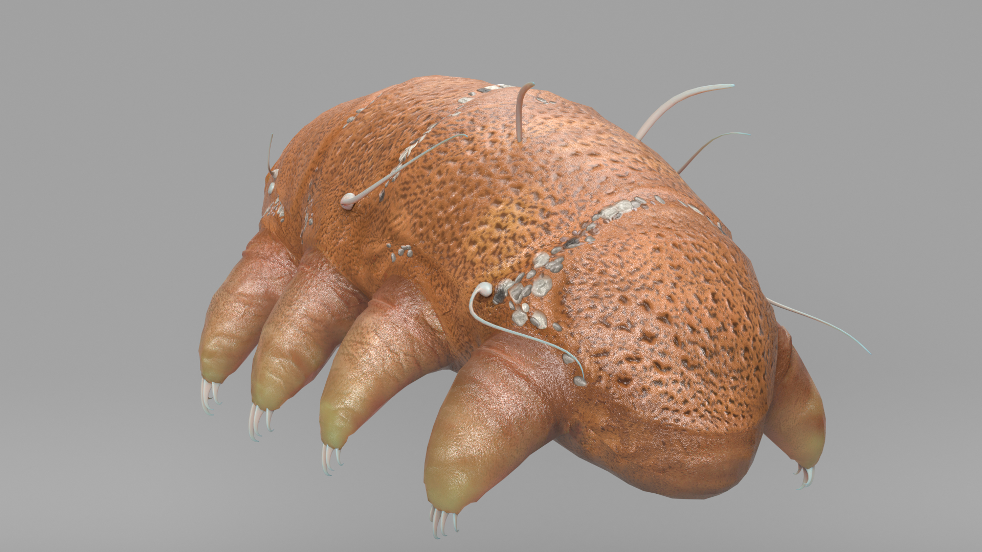 Tardigrade pbr 3D model - TurboSquid 1582265