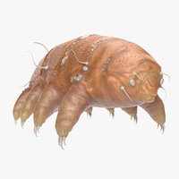 extremophile tardigrade macrobiotus sapiens obj