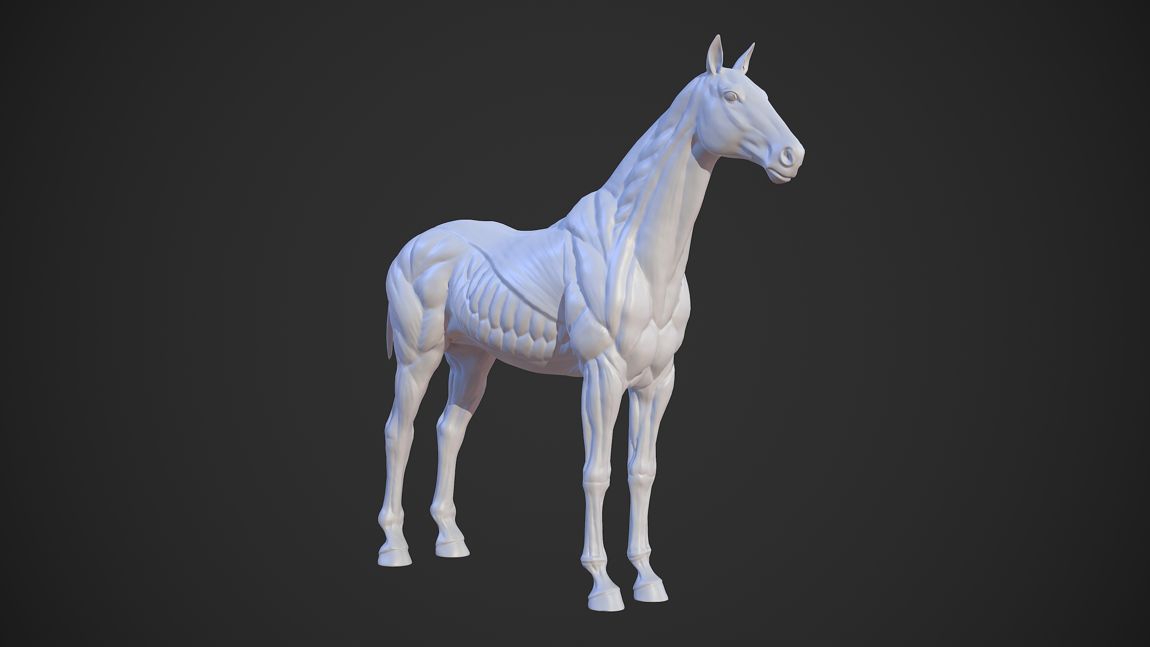 Animal horse anatomy skin model - TurboSquid 1582644