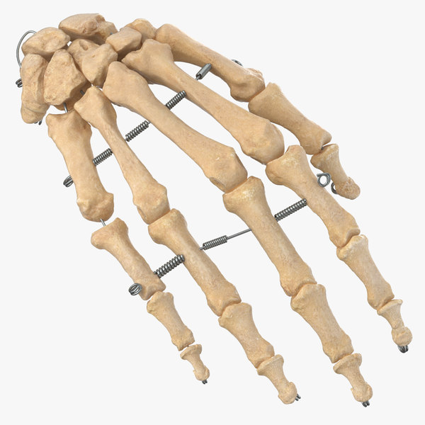 Human hand bones wire 3D model - TurboSquid 1583330