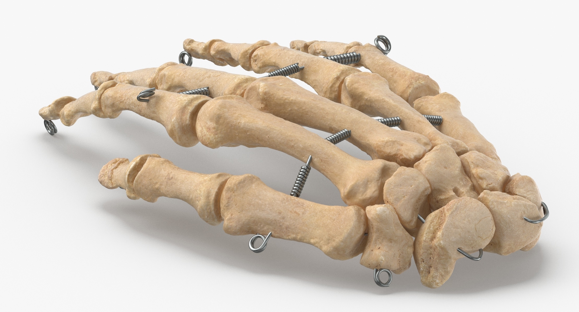 Human hand bones wire 3D model - TurboSquid 1583330