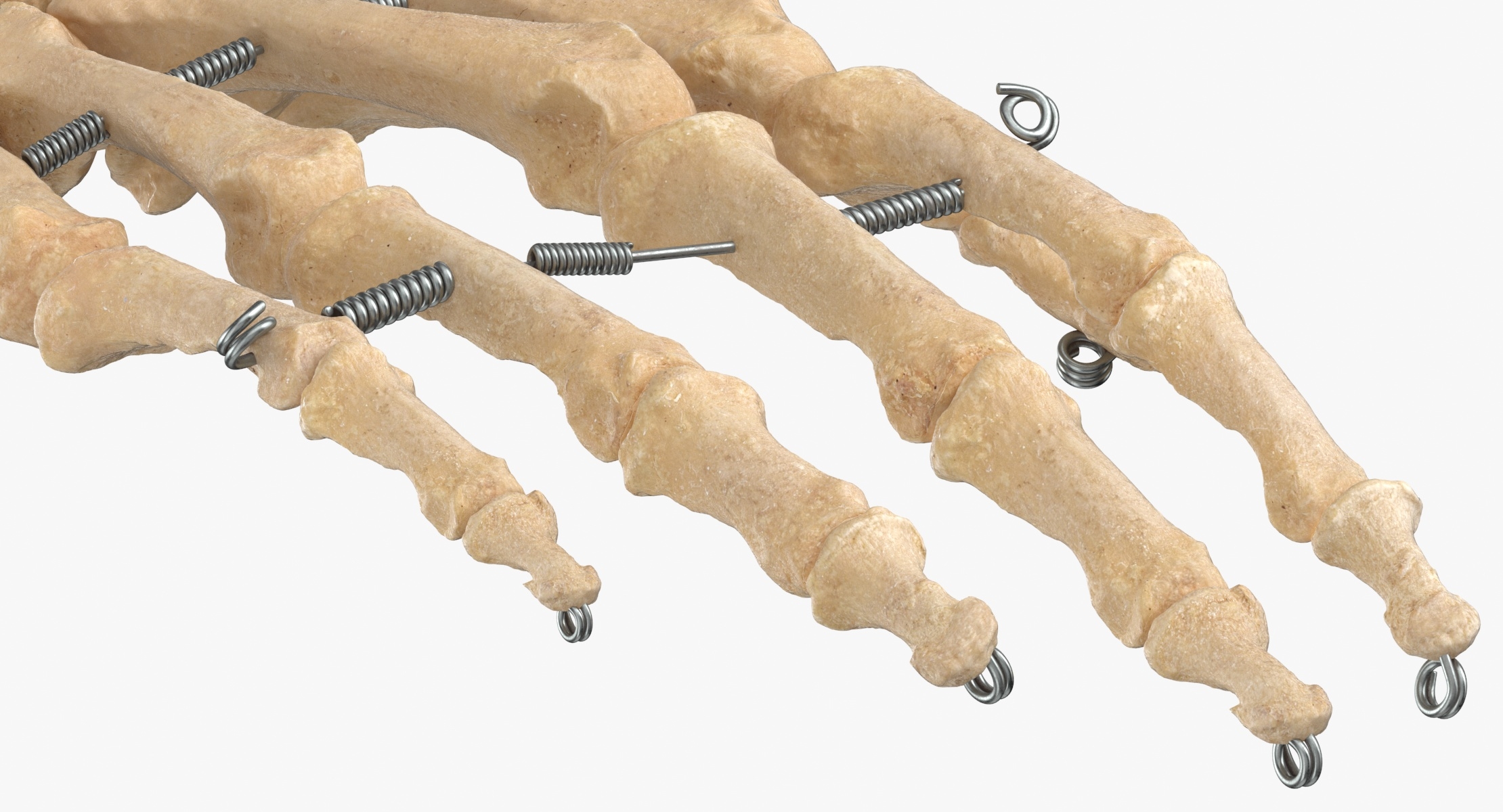 Human hand bones wire 3D model - TurboSquid 1583330