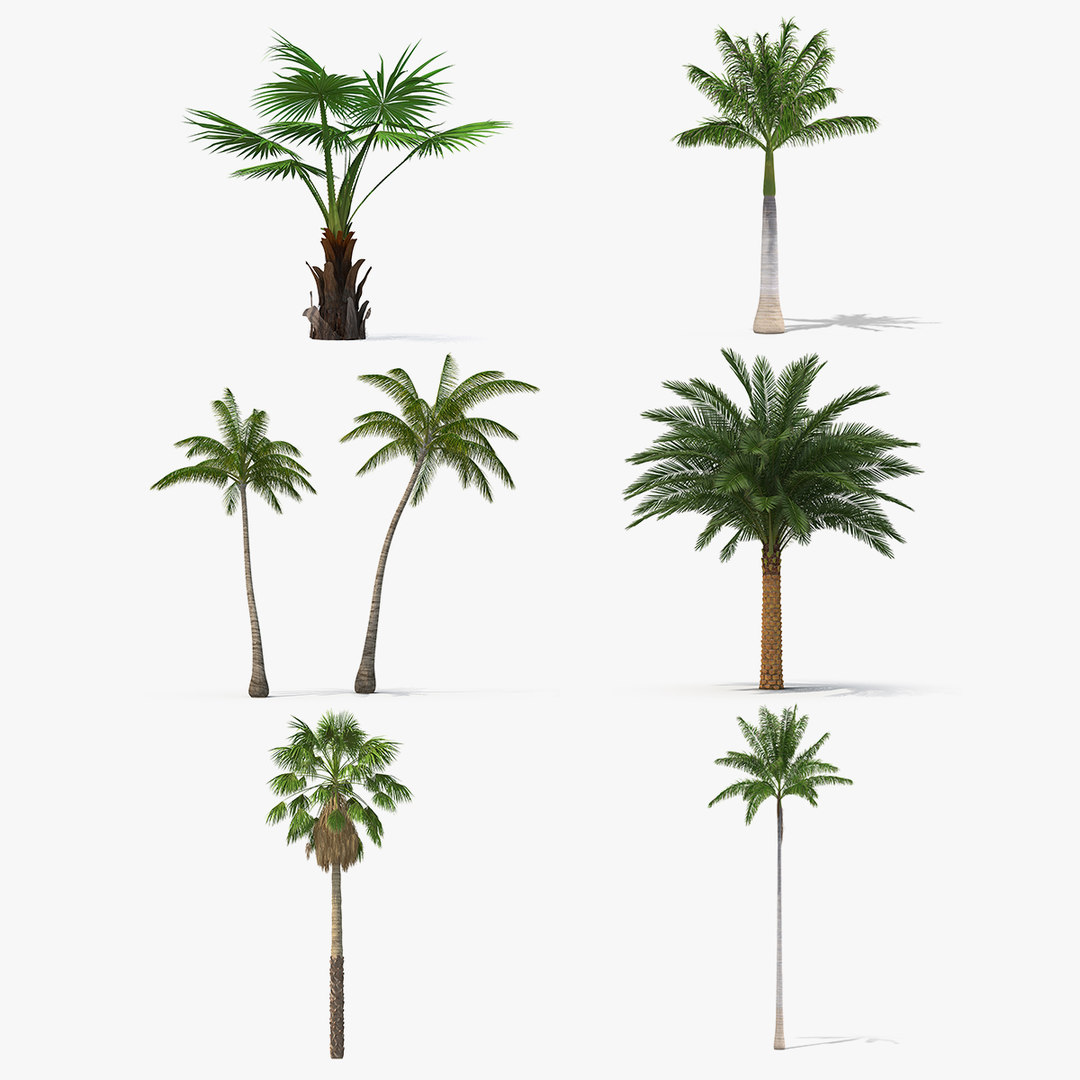 3D palms 3 - TurboSquid 1583784