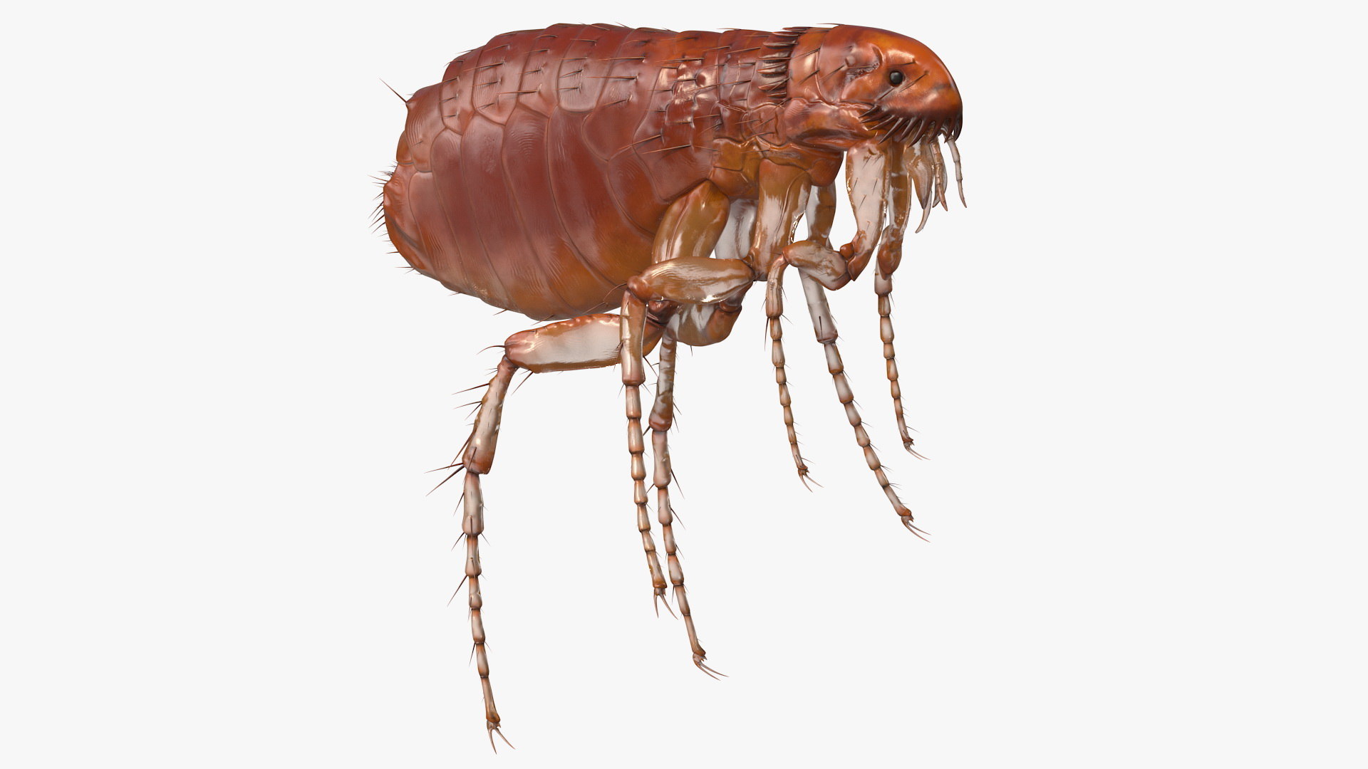 3D model flea insect - TurboSquid 1583851