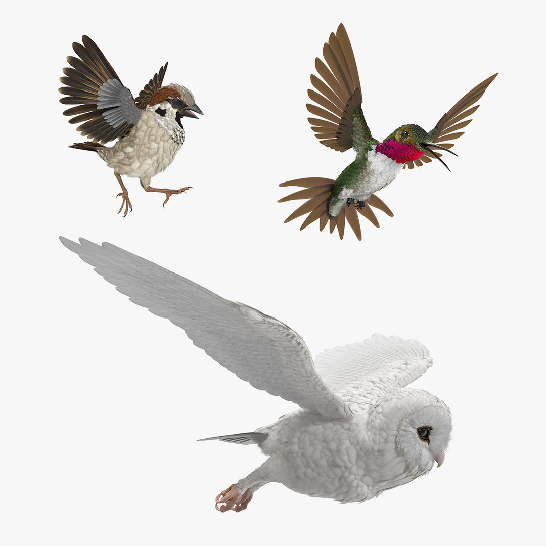 3D birds rigged - TurboSquid 1583989