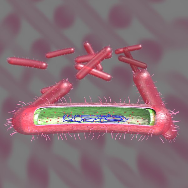 Anatomy Bacteria 3D Models for Download | TurboSquid