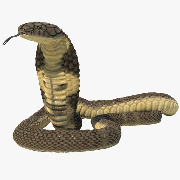 Snake 3D Models for Download | TurboSquid