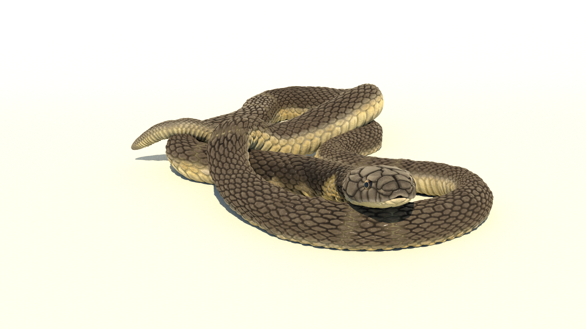 King Cobra Rigged Animated 3D 모델 - TurboSquid 1584667