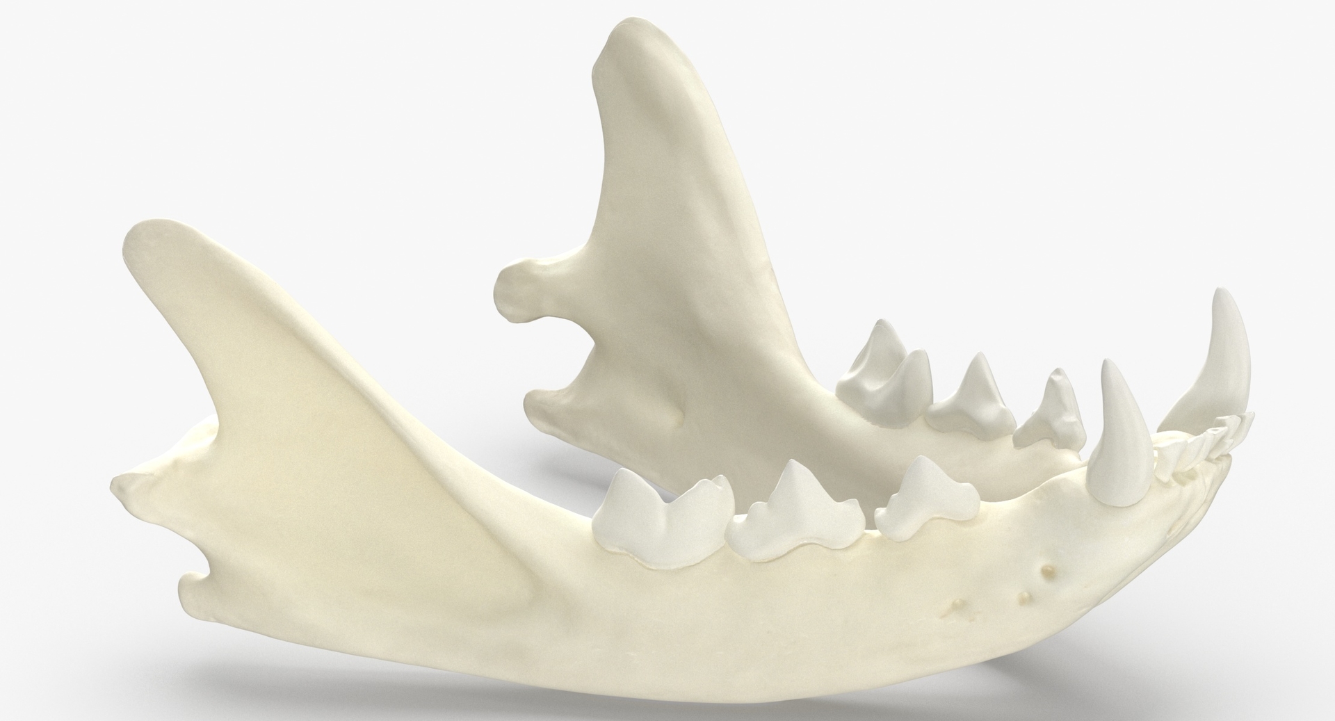 3D domestic cat jaw 02 - TurboSquid 1584416