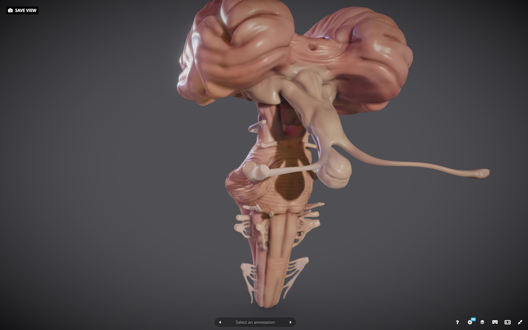 Brainstem brain stem 3D - TurboSquid 1584444