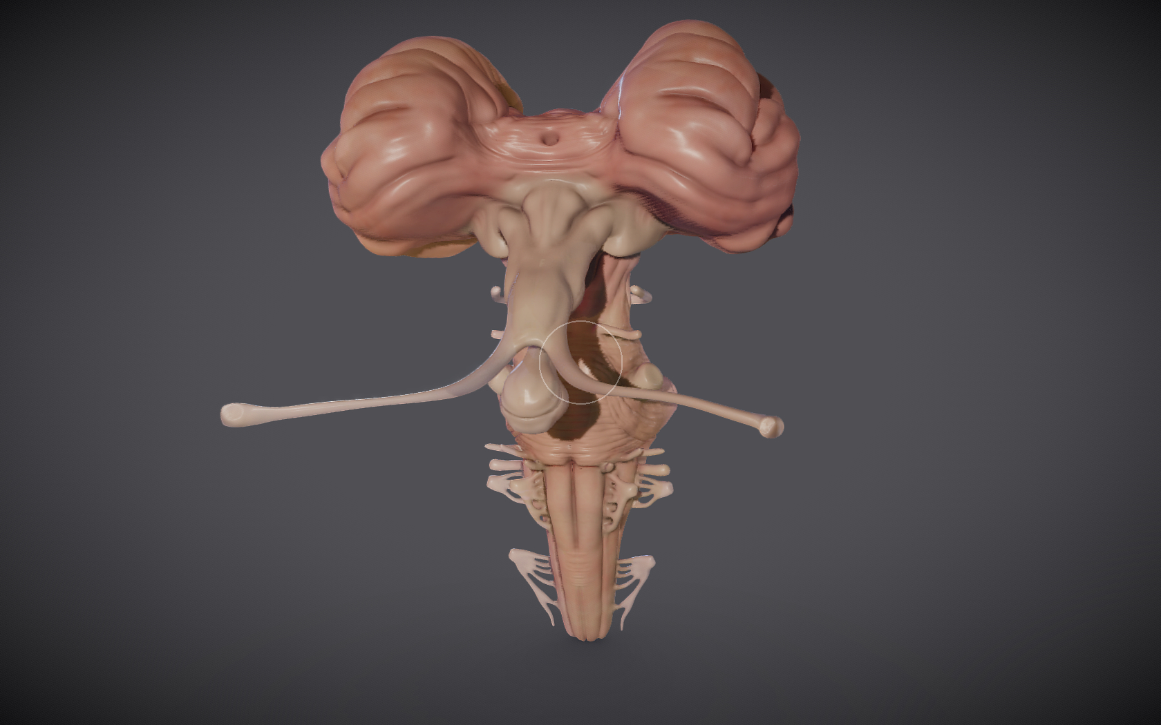 Brainstem brain stem 3D - TurboSquid 1584444