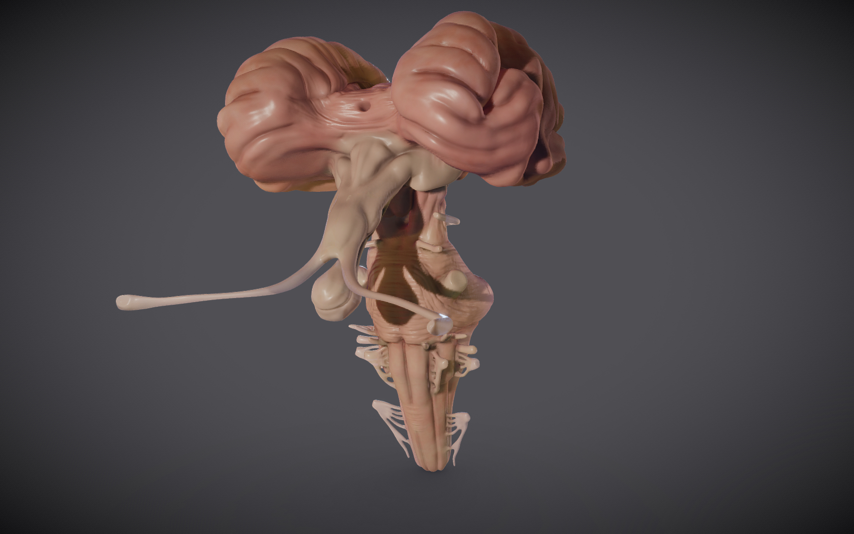 Brainstem brain stem 3D - TurboSquid 1584444
