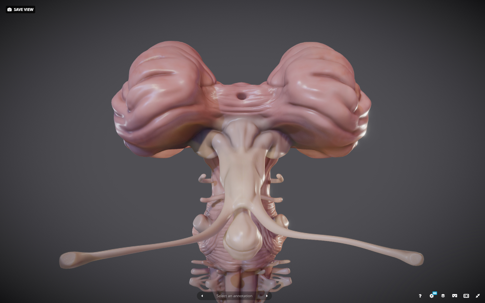 Brainstem brain stem 3D - TurboSquid 1584444