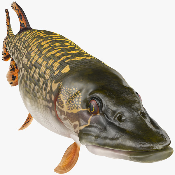 Pike fish swimming pose 3D model - TurboSquid 1584585