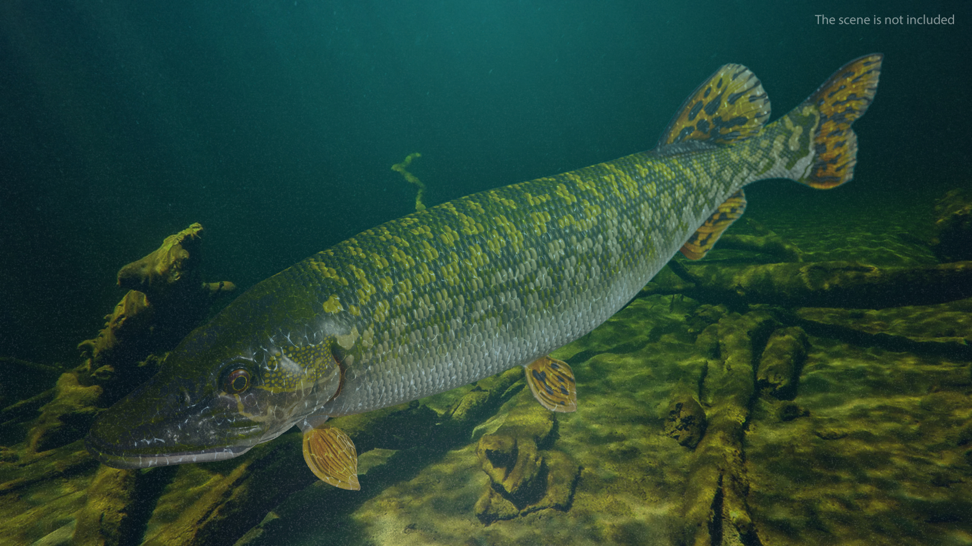 Pose de peixe lúcio nadando Modelo 3D - TurboSquid 1584585