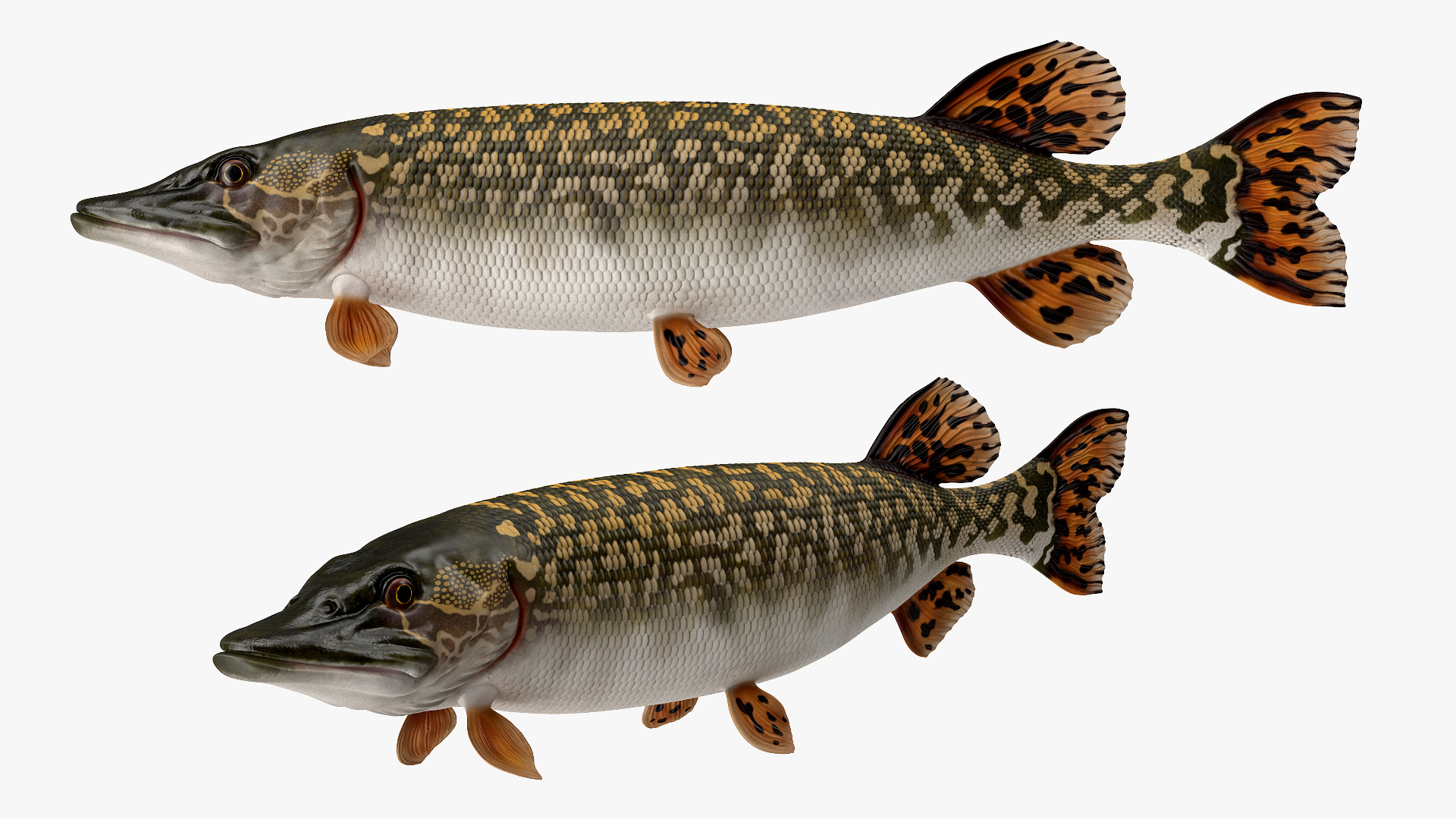 Pike fish swimming pose 3D model - TurboSquid 1584585