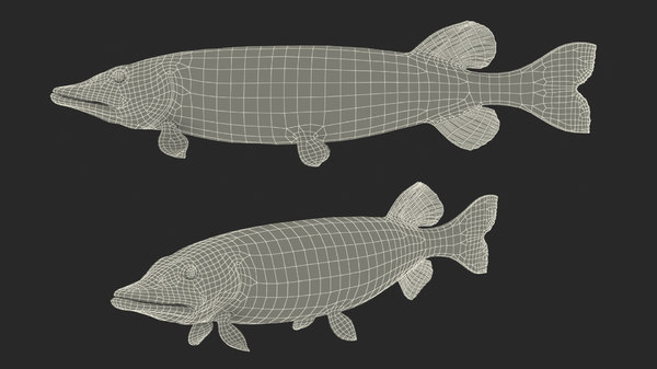 Pike fish swimming pose 3D model - TurboSquid 1584585