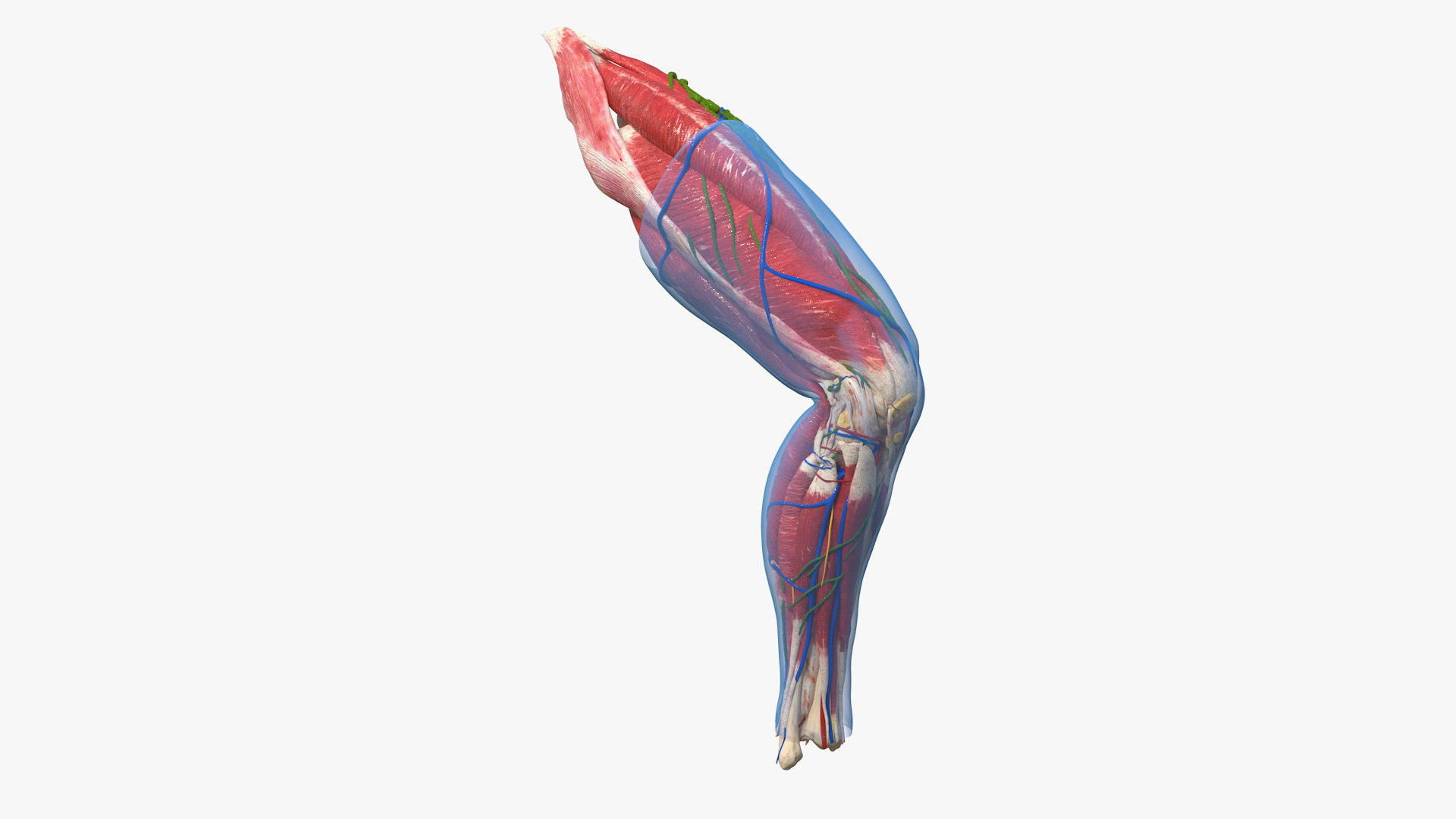 3D model human knee joint anatomy - TurboSquid 1585697
