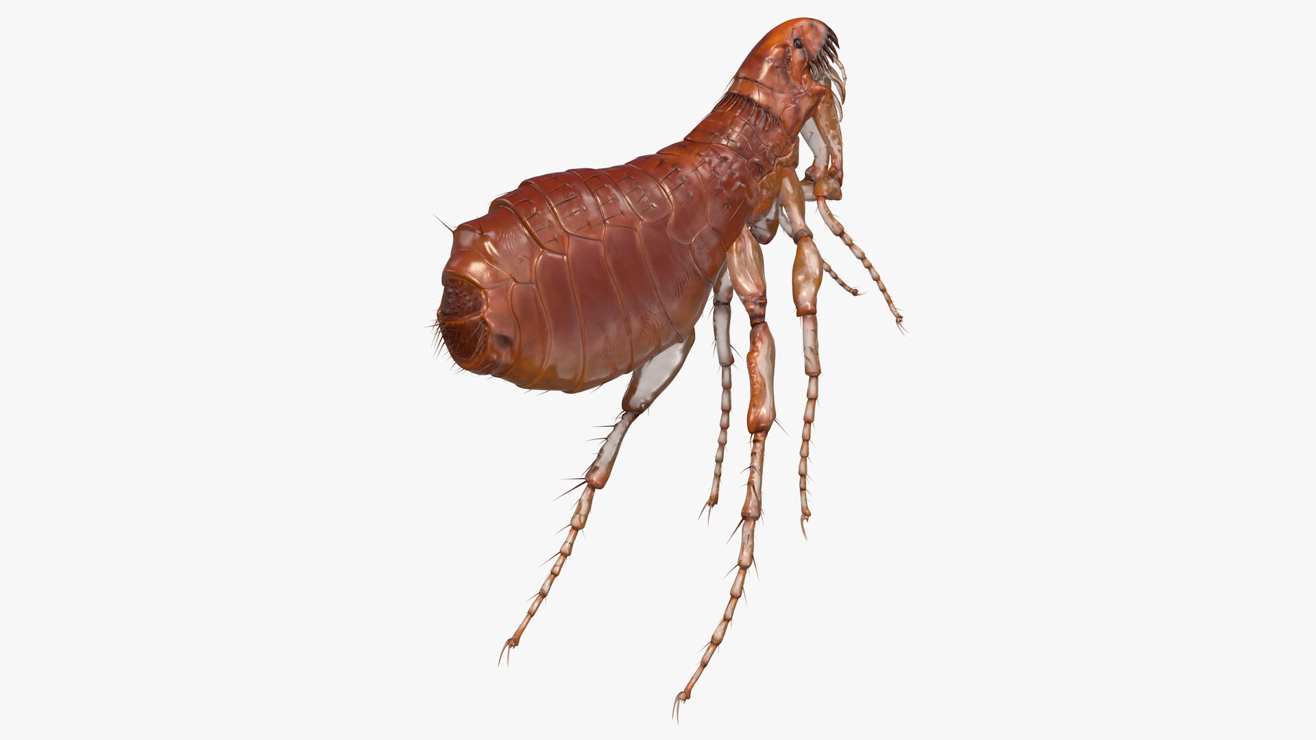 Flea Jumping Pose3D模型 - TurboSquid 1585214