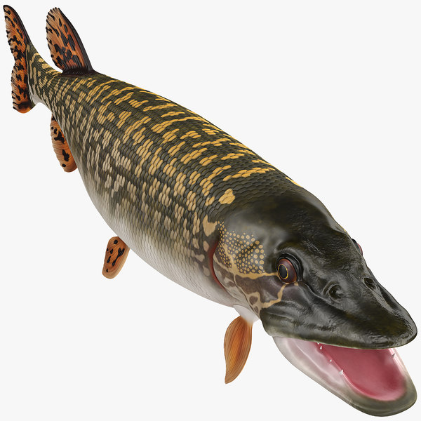 3D northern pike - TurboSquid 1585354