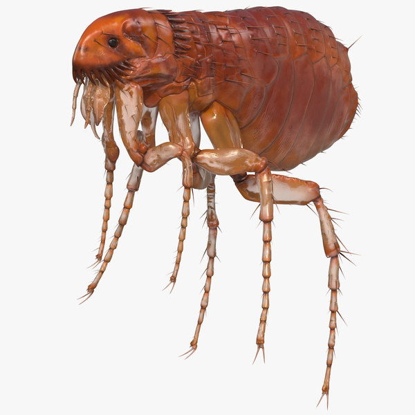 3D flea insect rigged model - TurboSquid 1585334