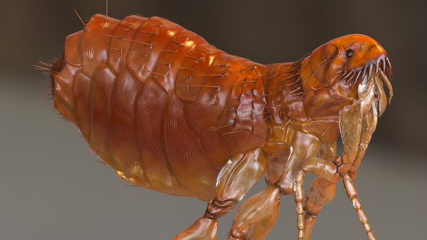 3D flea insect rigged model - TurboSquid 1585334