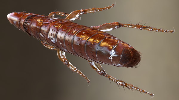 3D flea insect rigged model - TurboSquid 1585334