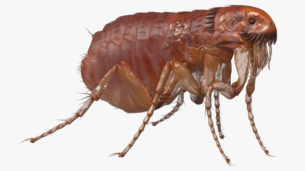 3D flea insect rigged model - TurboSquid 1585334