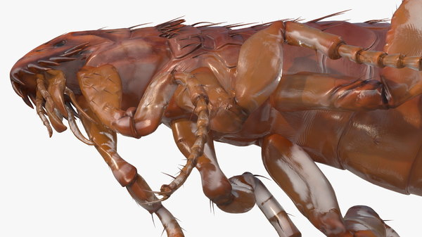 3D flea insect rigged model - TurboSquid 1585334