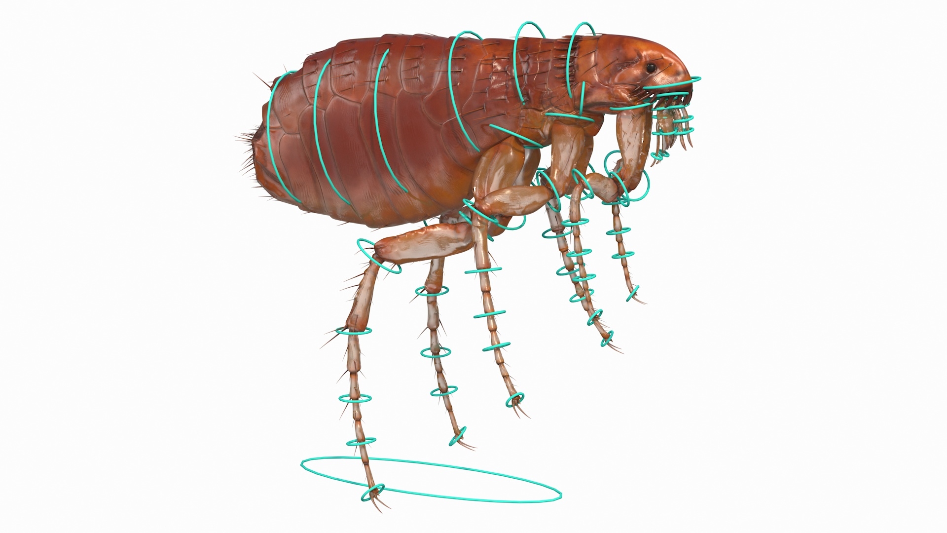 3D flea insect rigged model - TurboSquid 1585334