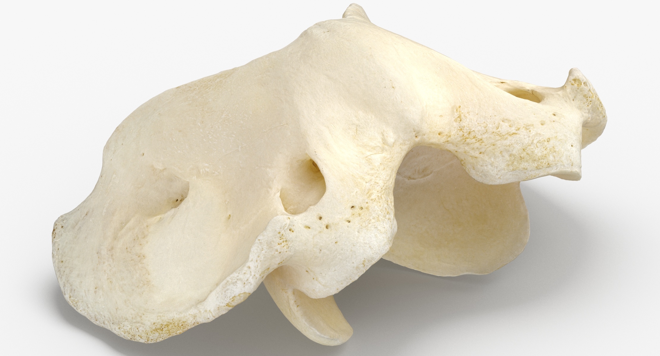 Horse equus ferus caballus model - TurboSquid 1587079