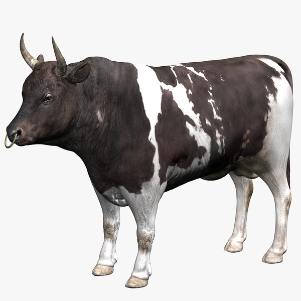 Bull 3D Models for Download | TurboSquid