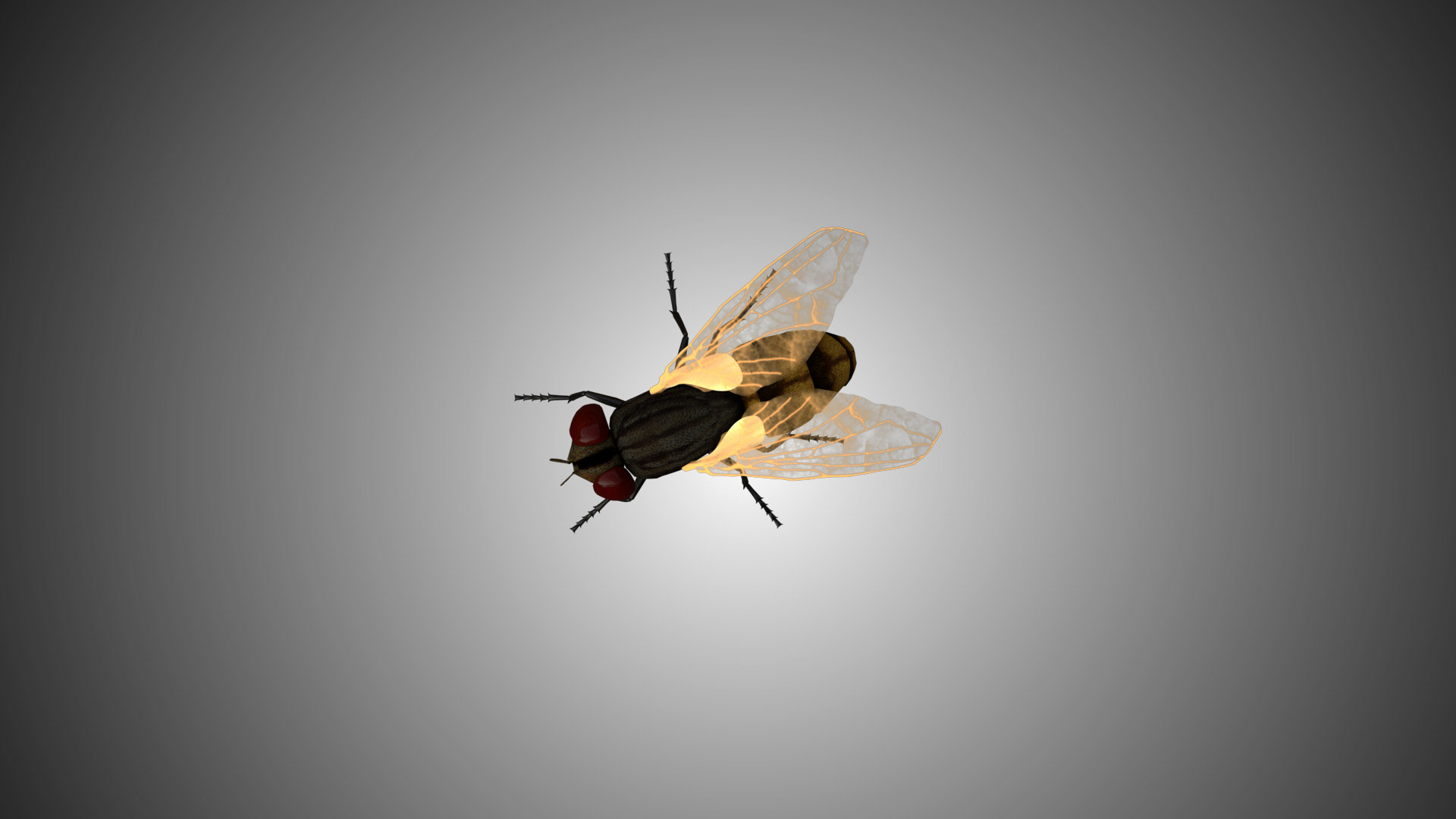 Fly Rigged Low poly Modelo 3D - TurboSquid 1587338