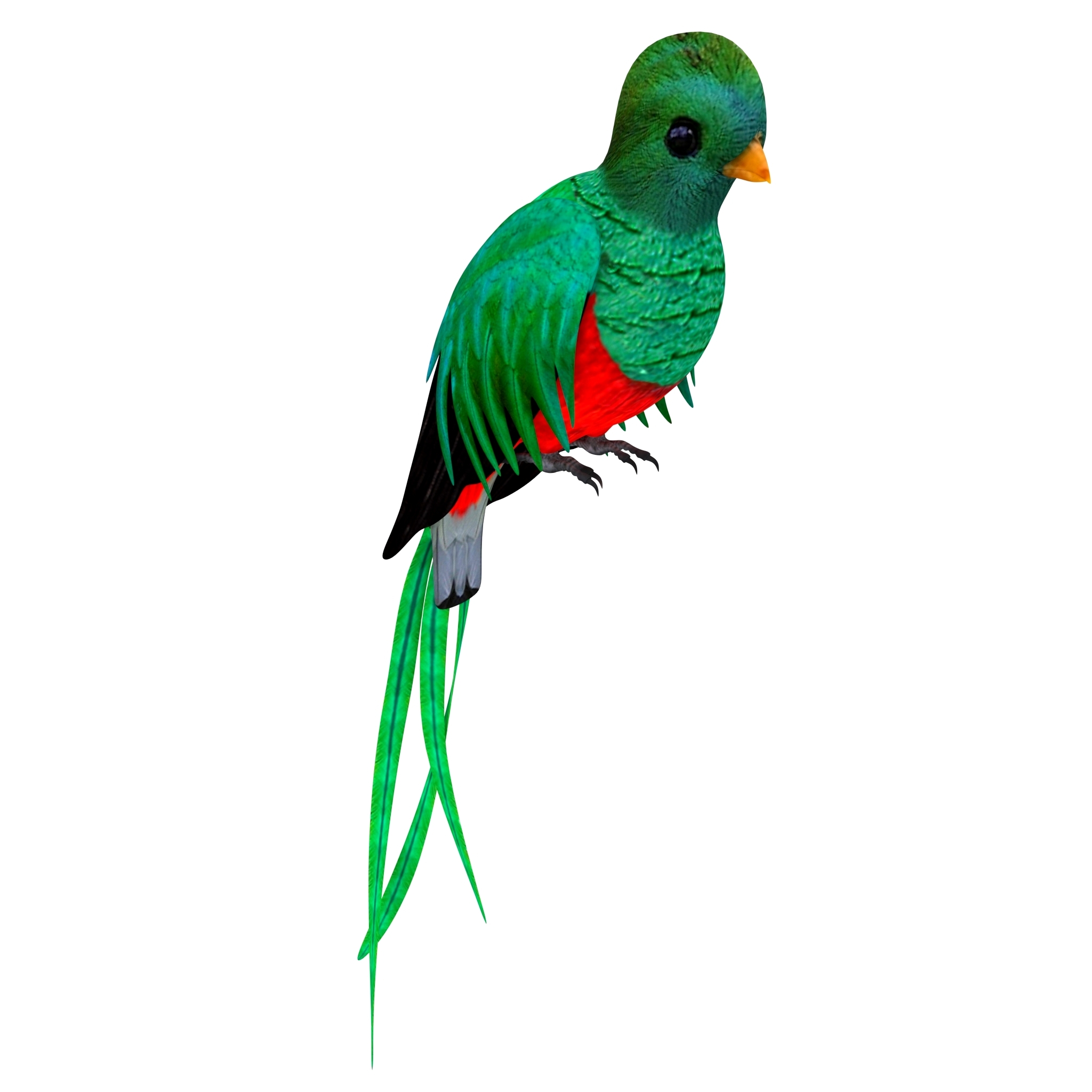 Resplendent quetzal anime 3D model - TurboSquid 1588255