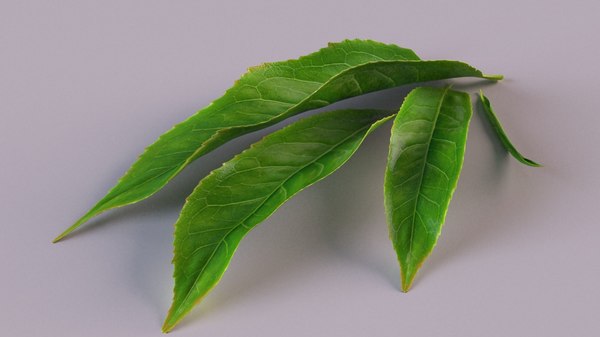 leaf 3d model