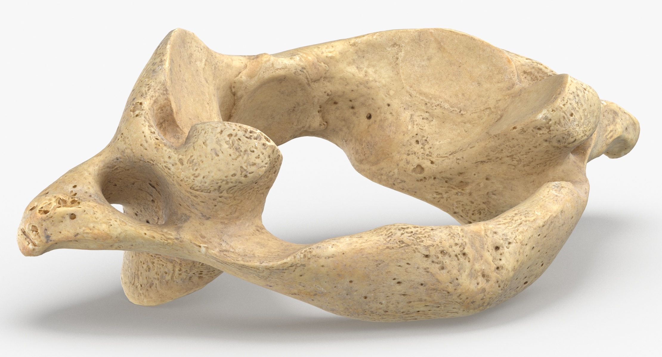 Cervical vertebrae c1 atlas 3D - TurboSquid 1588659