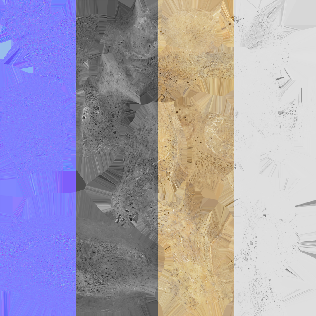 Cervical vertebrae c1 atlas 3D - TurboSquid 1588659