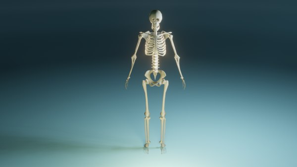 Human Skeleton Blender Models for Download | TurboSquid