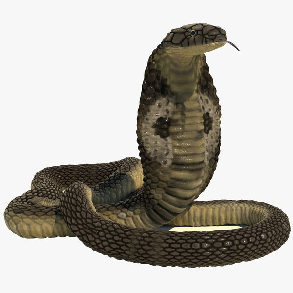 Snake 3D Models for Download | TurboSquid