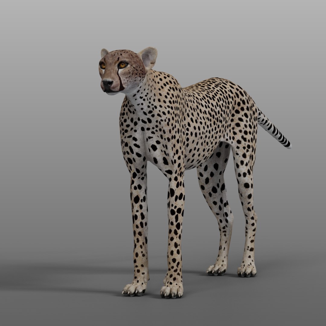 Realistic cheetah model - TurboSquid 1590259