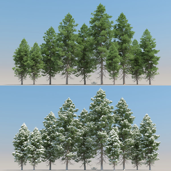 20 + 20 Pinus Cembra Trees Modelo 3D - TurboSquid 1020182