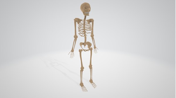 Human Skeleton Blender Models for Download | TurboSquid