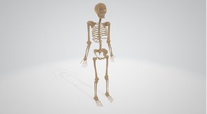 Human Skeleton Blender Models for Download | TurboSquid