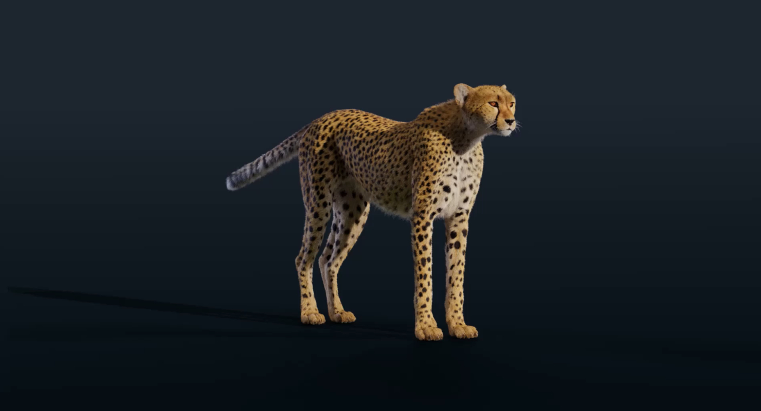 modelo 3d Cheetah Animated - TurboSquid 1590236