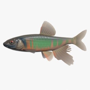 japanese rice fish swimming 3ds