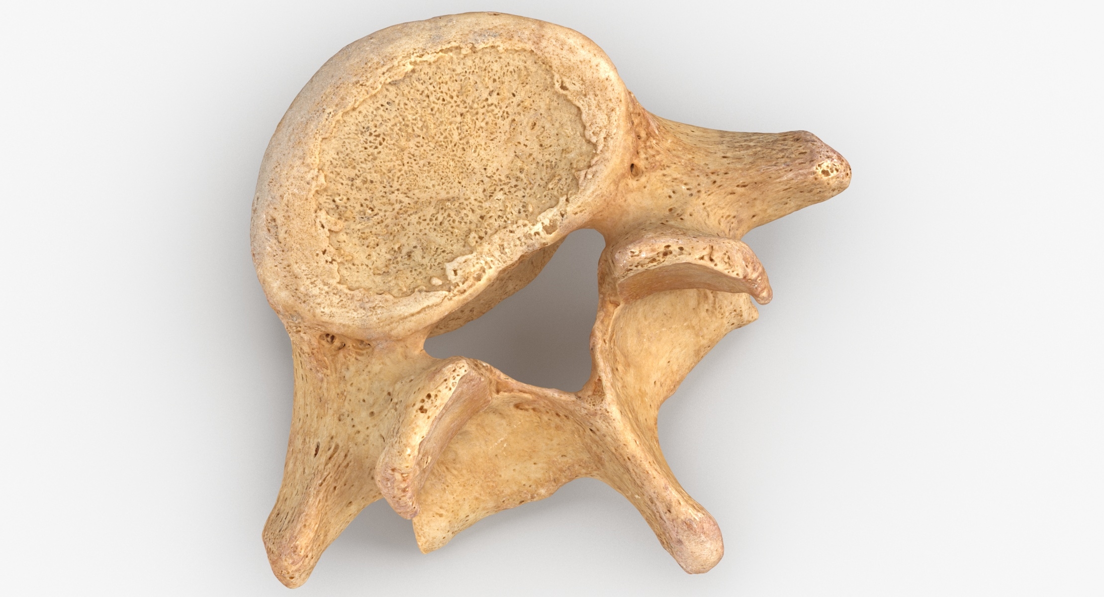 Lumbar vertebrae l1 l5 model - TurboSquid 1591551